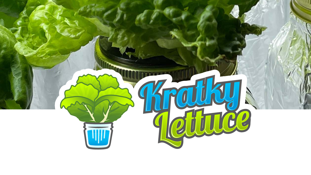 Gallery - Kratky Lettuce - Hydroponic Lettuce Using the Kratky Method ...
